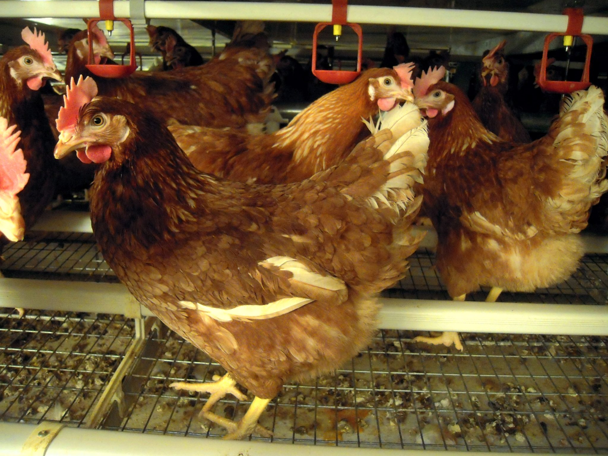 VALLI Poultry Products | Penner Farm Services